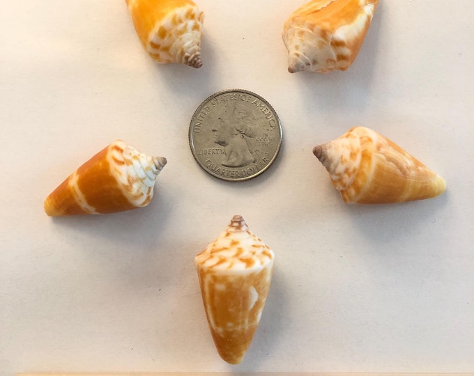 5 Florida Cone Seashells, 1.25 Coastal Natural Raw, Arts & Craft Beach ...