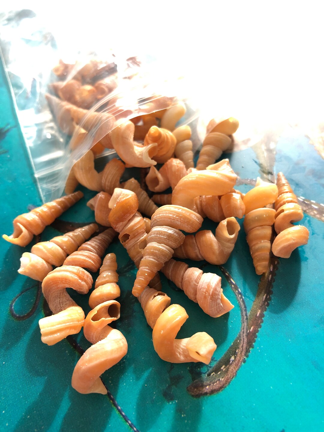 30 Florida Coastal Worm Snail Seashells, Natural Raw Decor 3/42 Arts ...