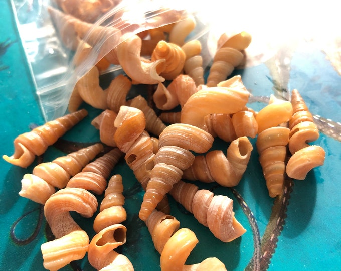 30 Worm Snail Seashells, 3/42 Coastal Natural Raw Decor, Arts Craft ...