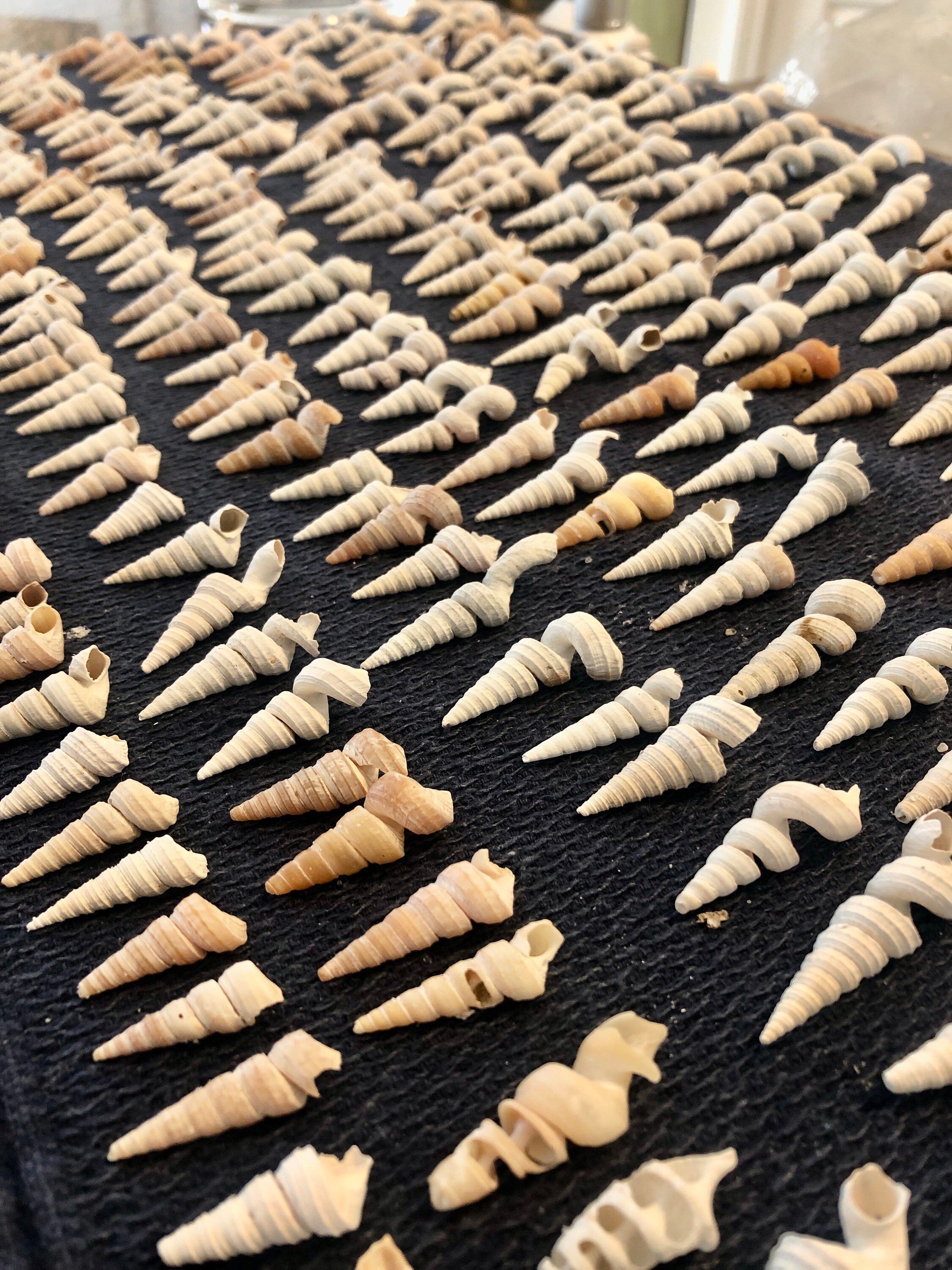 30 Worm Snail Seashells, 3/42 Coastal Natural Raw Decor, Arts Craft ...