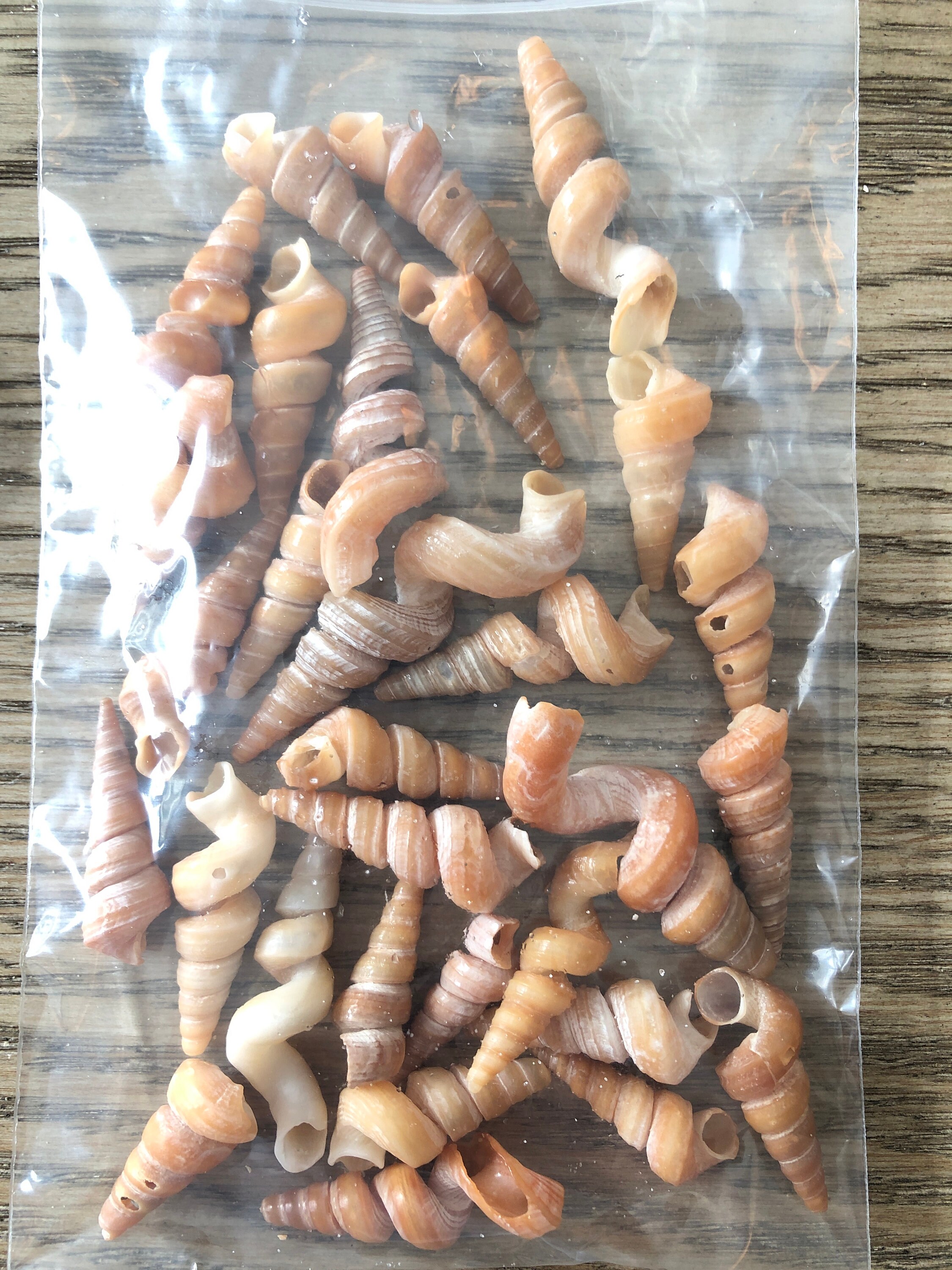 30 Worm Snail Seashells, 3/42 Coastal Natural Raw Decor, Arts Craft ...