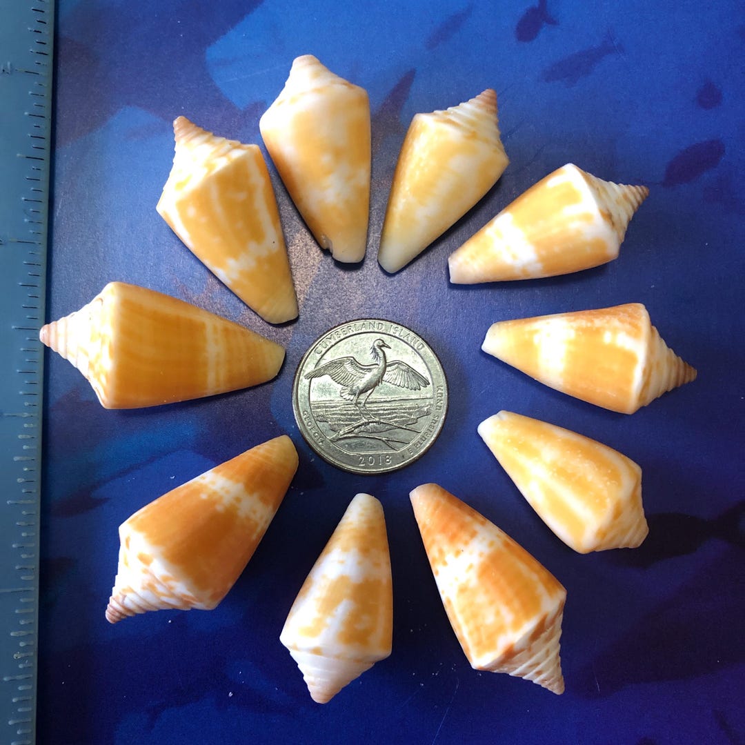 Florida Cone Sea Shells! Ethically Sourced, Florida Gulf Coastal Beach ...
