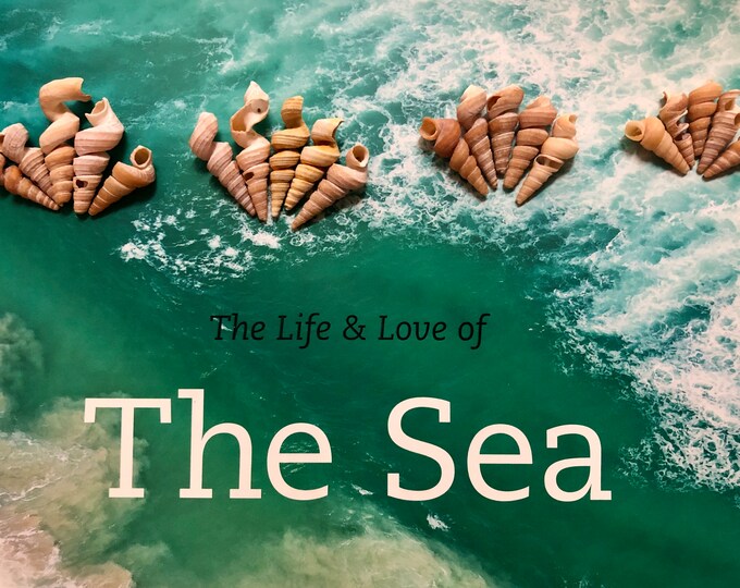 20 Worm Snail Seashells 1"-1.5", Arts Craft Beach Lovers, Natural Raw ...