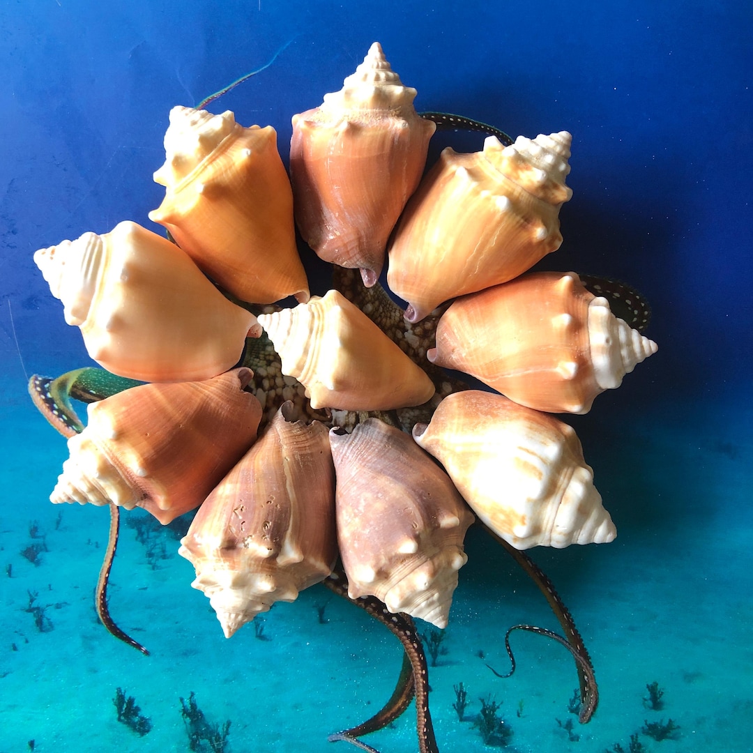 Florida Fighting Conch Seashells, SW Florida Gulf Coast Decor - Etsy