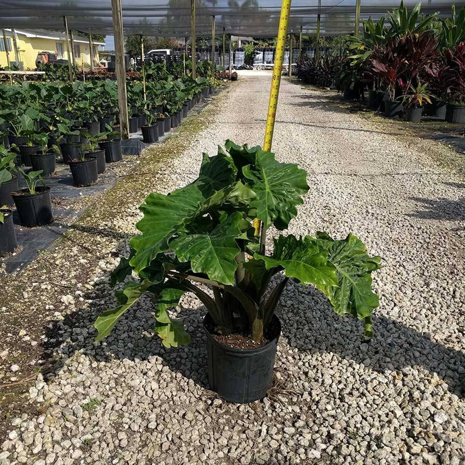 Alocasia Low Rider Elephant Ear LIVE PLANT not Bulbs 2-3ft - Etsy Canada
