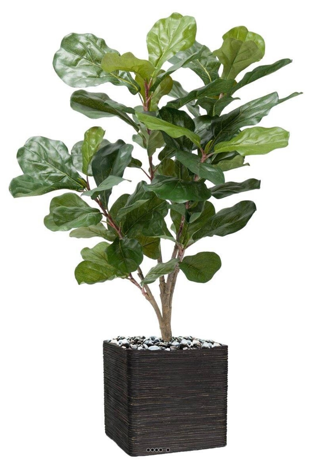 Ficus Lyrata Bambino Little Fiddle Leaf Fig 2-3ft Tall Live - Etsy