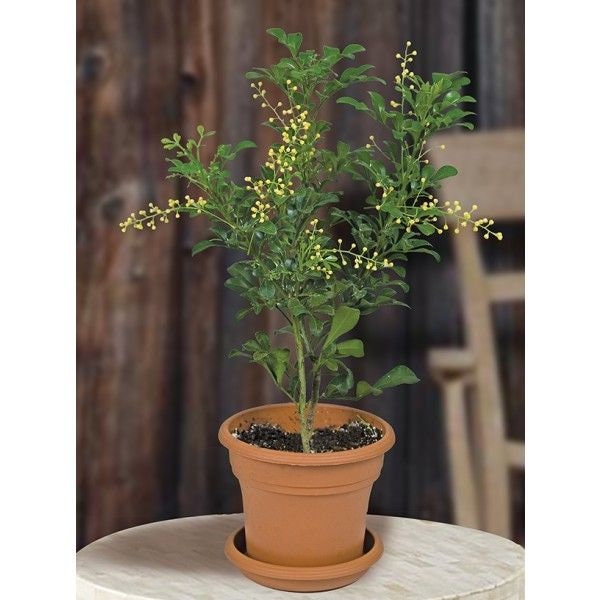 FRAGRANT Aglaia Odorata 3ft - Chinese Perfume Tree - Mock Lemon ...