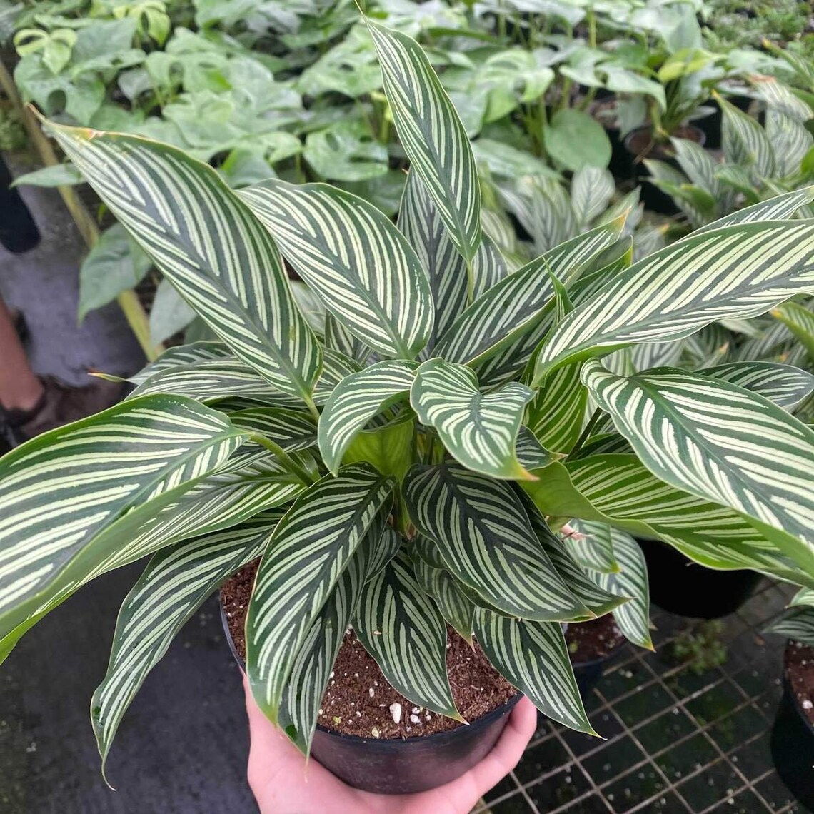 Calathea Vittata LIVE PLANT not Bulbs 7 in Tall Shipped | Etsy