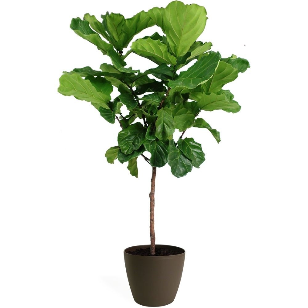 Ficus Lyrata Bambino Little Fiddle Leaf Fig 2-3ft Tall Live | Etsy