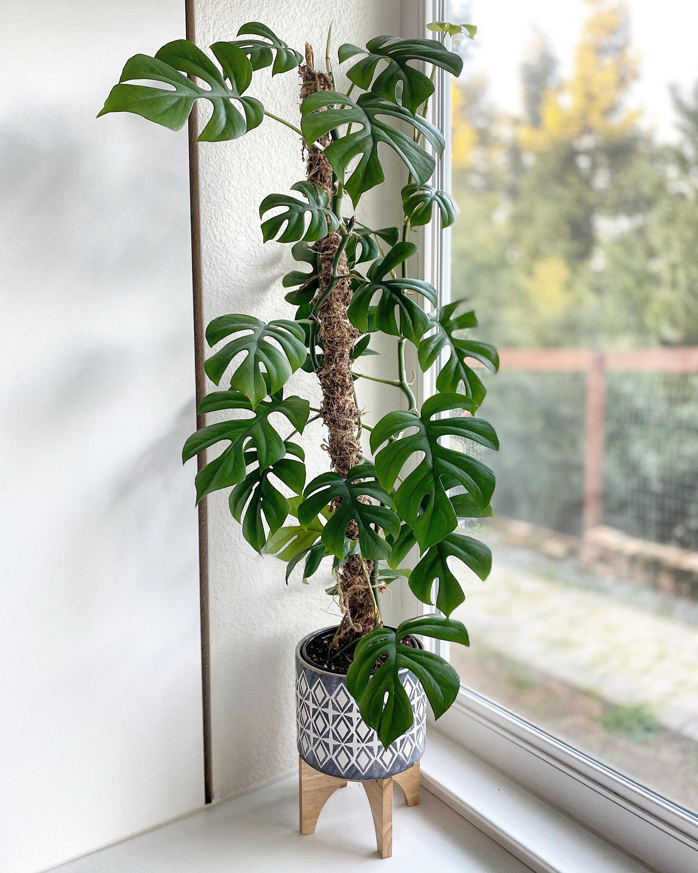 Rhaphidophora Tetrasperma mini Monstera Deliciosa Ginny | Etsy