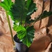 Alocasia Low Rider Elephant Ear LIVE PLANT not Bulbs 2-3ft - Etsy Canada