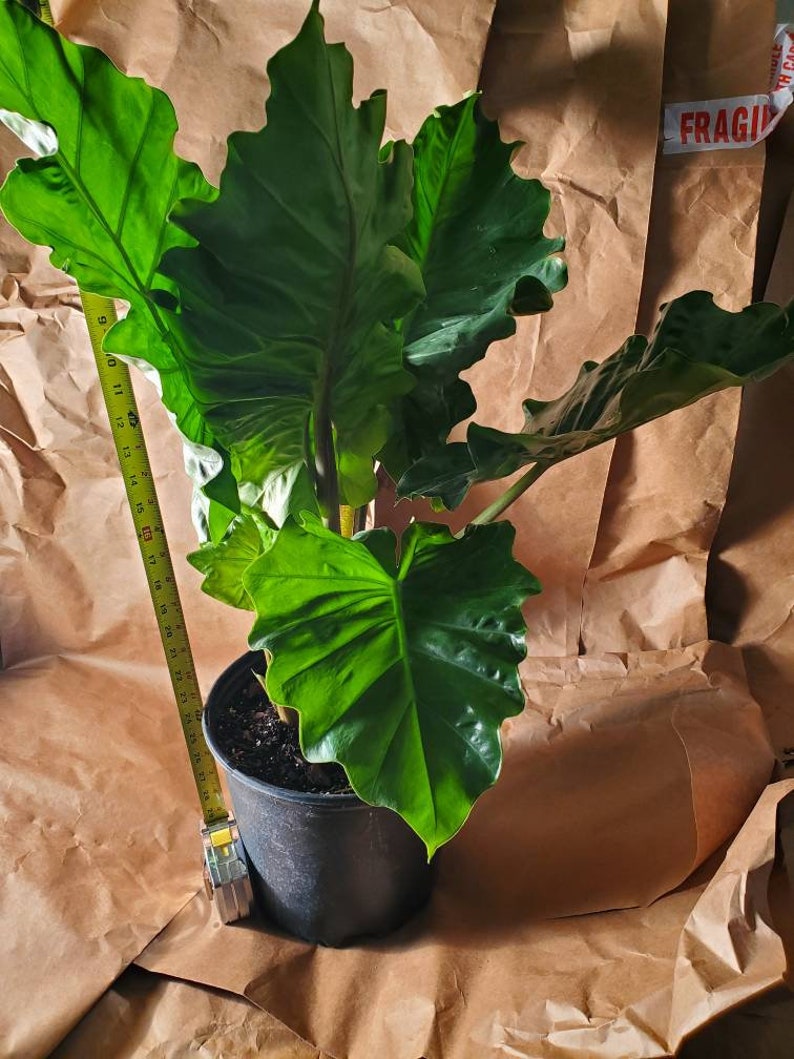 Alocasia Low Rider Elephant Ear LIVE PLANT not Bulbs 2-3ft - Etsy Canada
