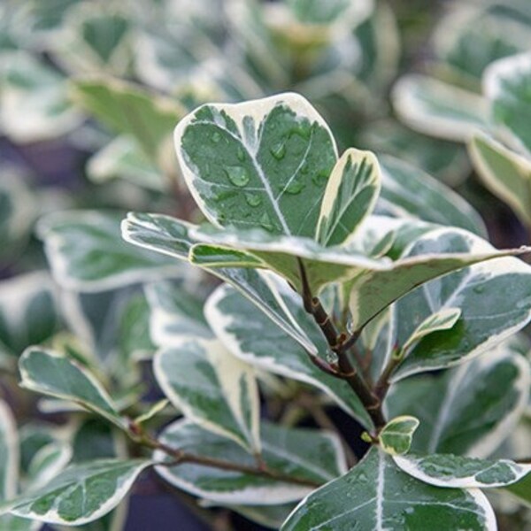 Ficus Triangularis Variegated - Etsy