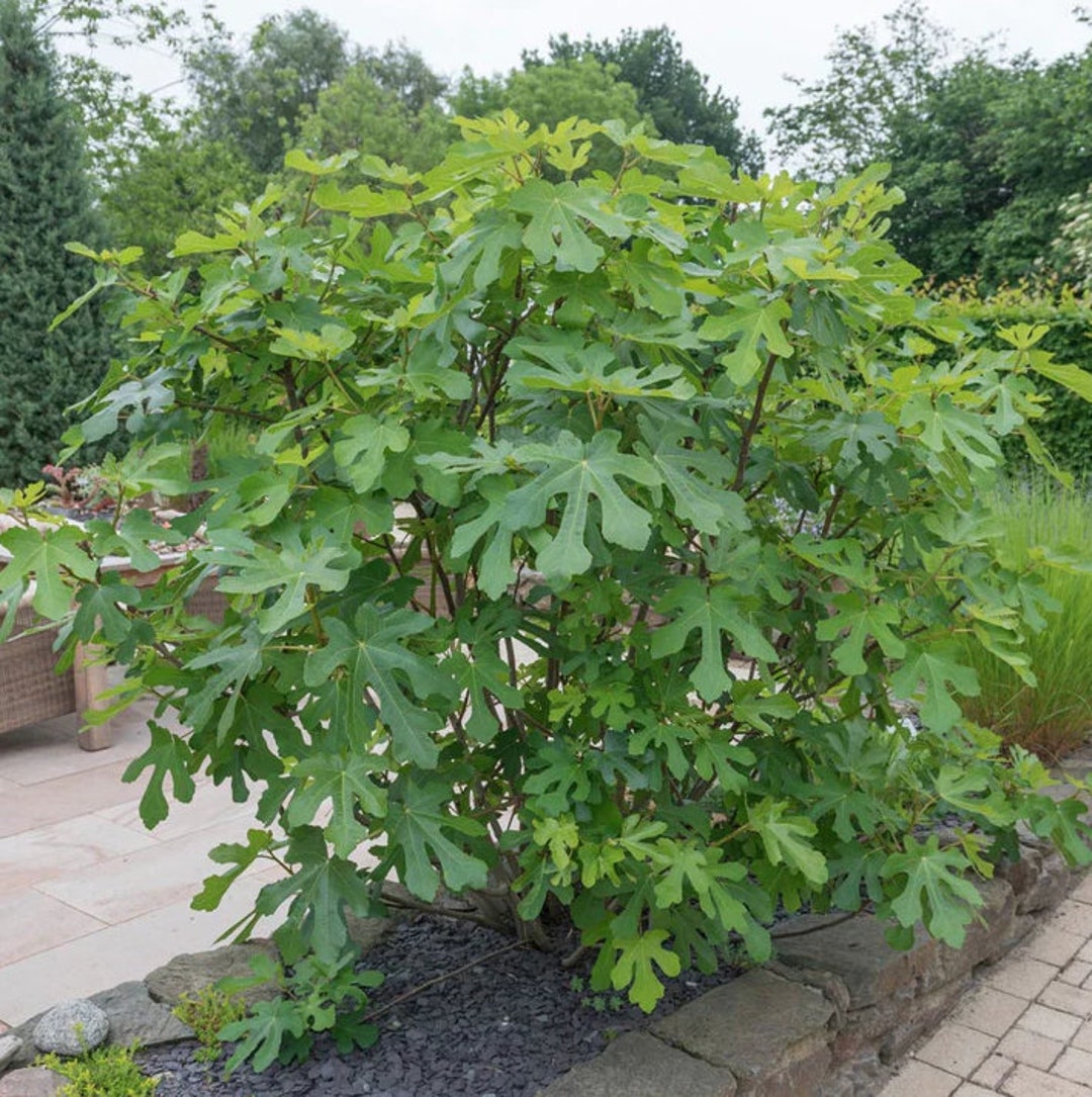 Ficus Carica Violette De Bordeaux Fig 1-2 Ft Tall Live Plant Shipped ...