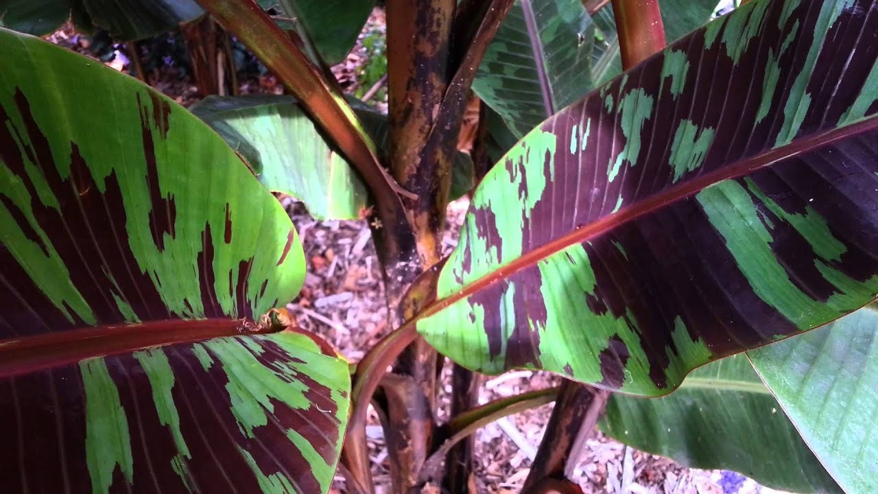 2-3ft LIVE PLANT Musa Acuminata Sumatrana Zebrina Rojo - Etsy
