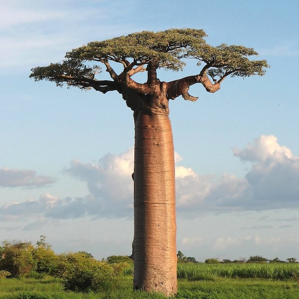 Baobab Tree - Etsy