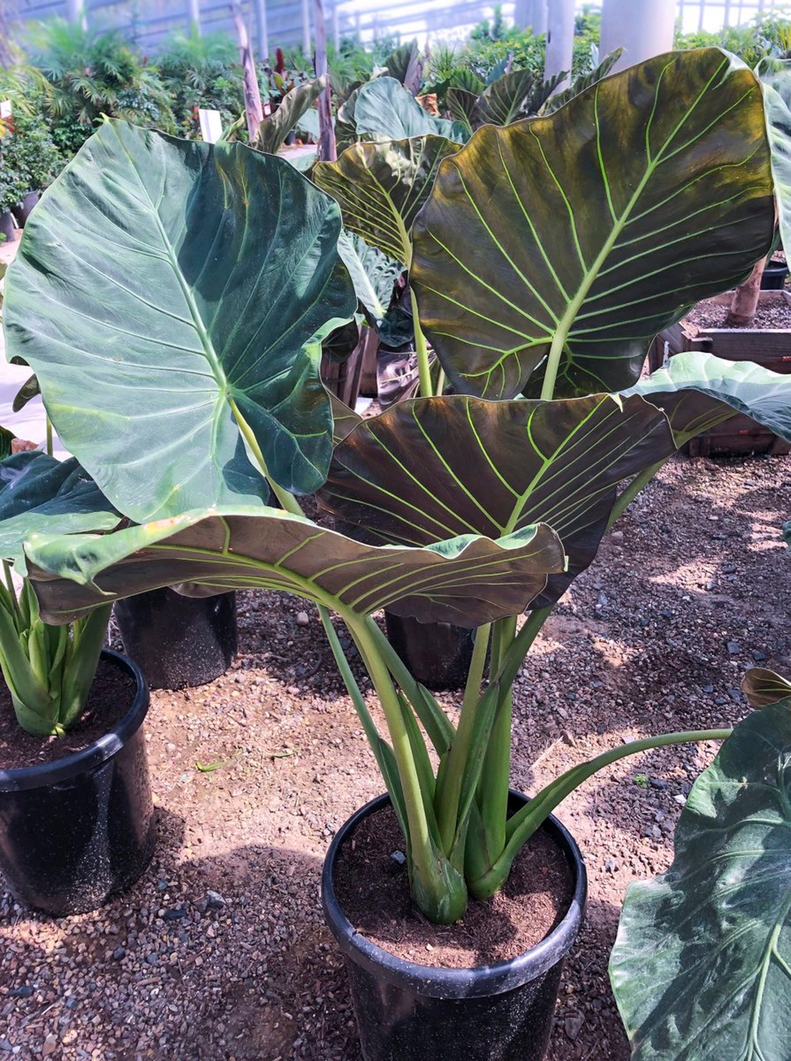 Alocasia Regal Shield LIVE PLANT not Bulbs 2-3ft TALL - Etsy