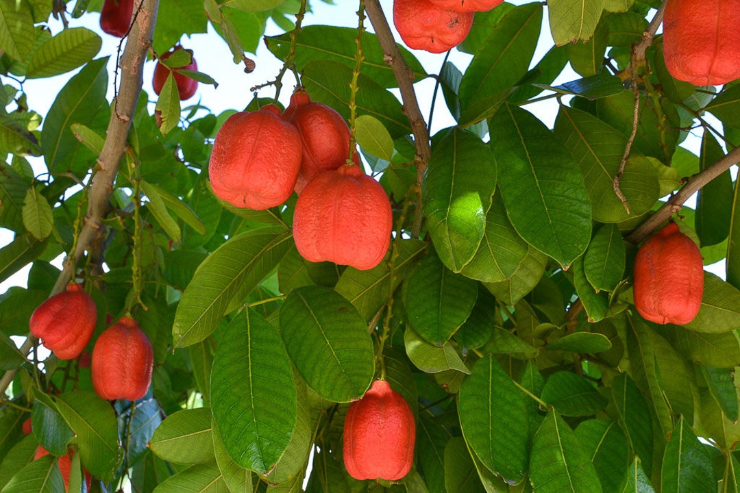 LIVE PLANT Blighia Sapida Cupania Sapida Ankye Achee Akee - Etsy