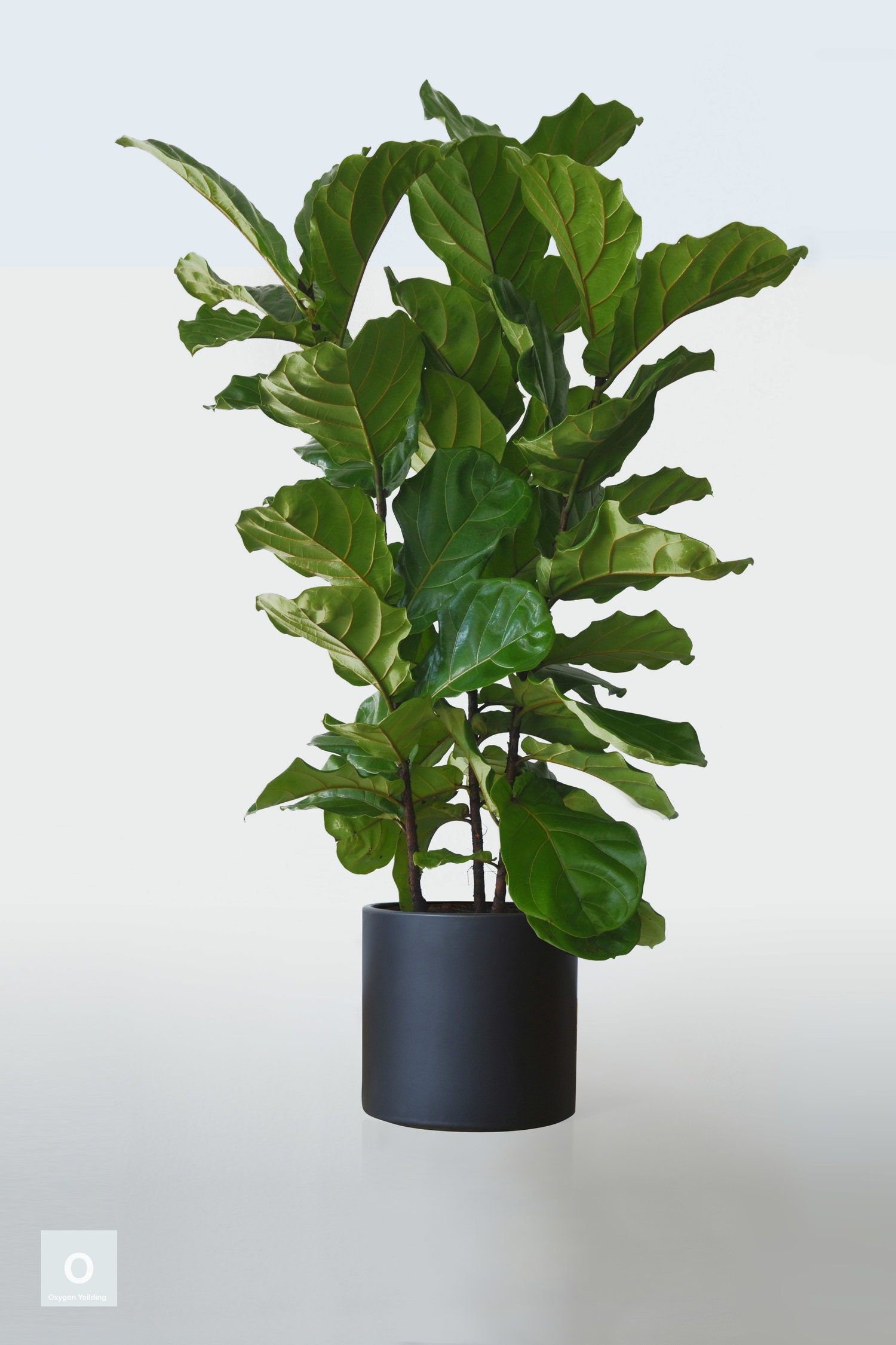 Ficus Lyrata Column