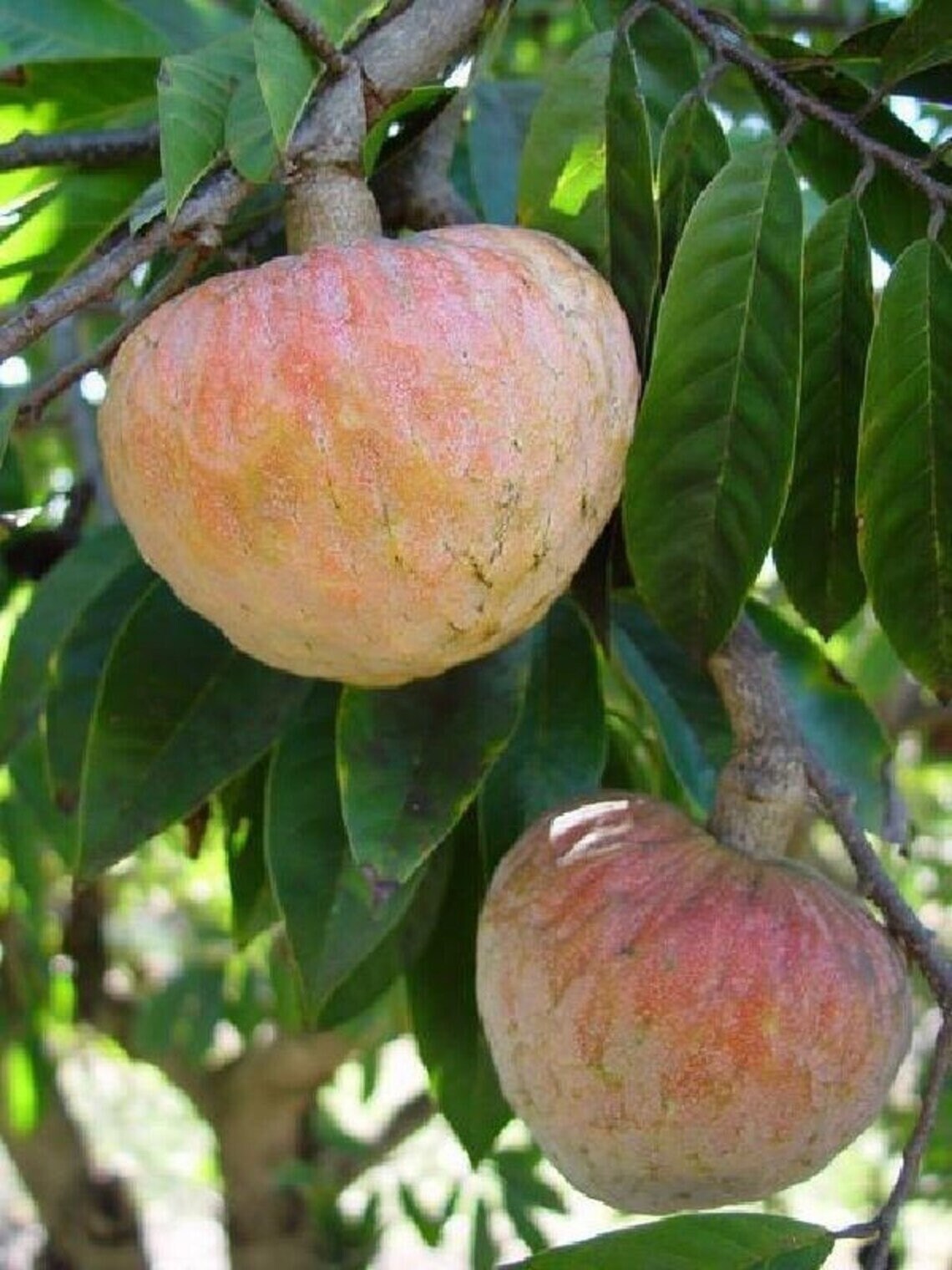 Anonas Fruit Tree