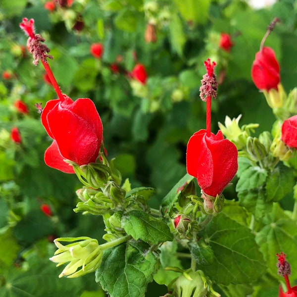Mallow Plant - Etsy
