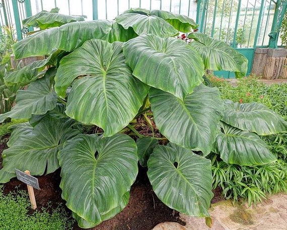 Elephant Ear Philodendron