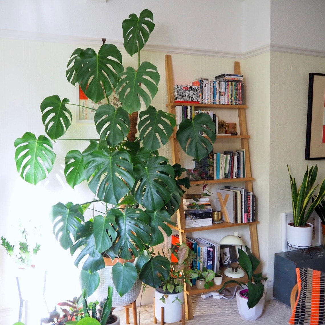 Giant Monstera Deliciosa swiss Cheese Plant Ceriman Cutleaf | Etsy Canada