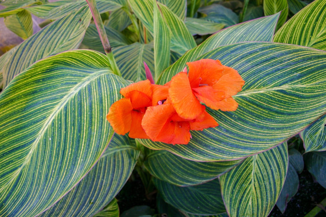 Canna Bengal Tiger pretoria / X Generalis Aureostrat Lily Live Plant 2 ...