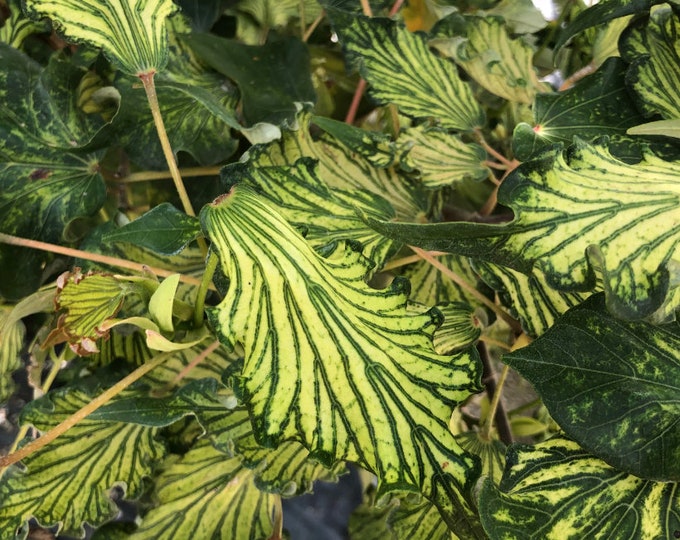 MAHOE Variegated Sea Hibiscus Tropical Tree Live Plant Colored - Etsy