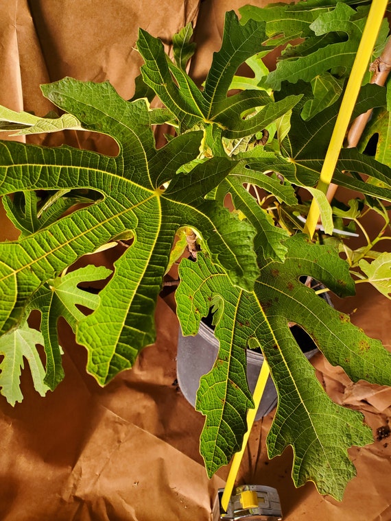 Mission Fig Tree Leaves