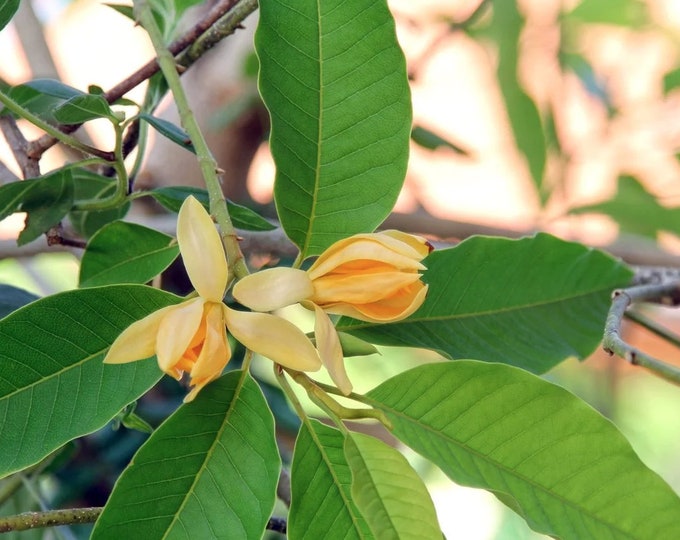 Michelia Champaca , Magnolia Champaca, Champak 10 Seeds - Etsy