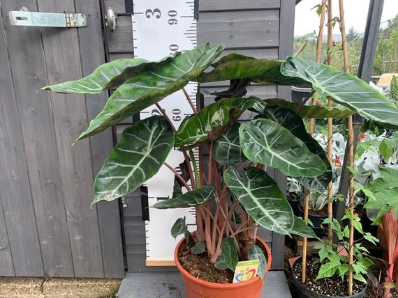 Plants Gardening & Plants Ship in 3 pot Dragon Tooth and Pink Dragon ...