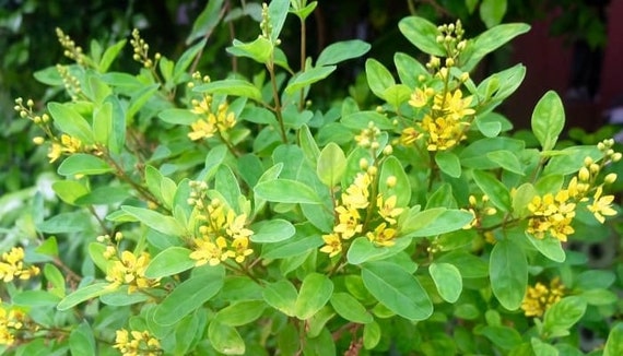 FRAGRANT Aglaia Odorata 3ft - Chinese Perfume Tree - Mock Lemon ...