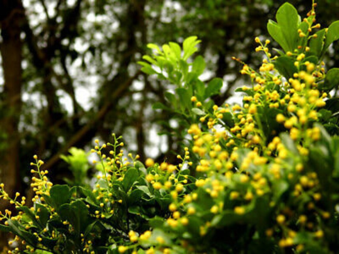 FRAGRANT Aglaia Odorata Chinese Perfume Tree Mock Lemon | Etsy Australia