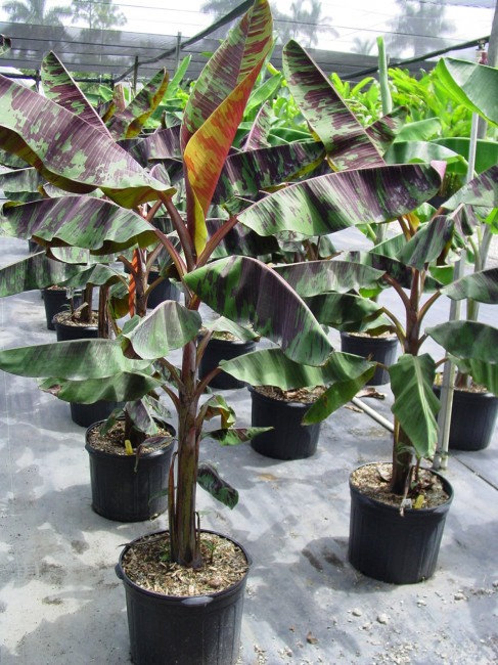 2-3ft LIVE PLANT Musa Acuminata Sumatrana Zebrina Rojo - Etsy