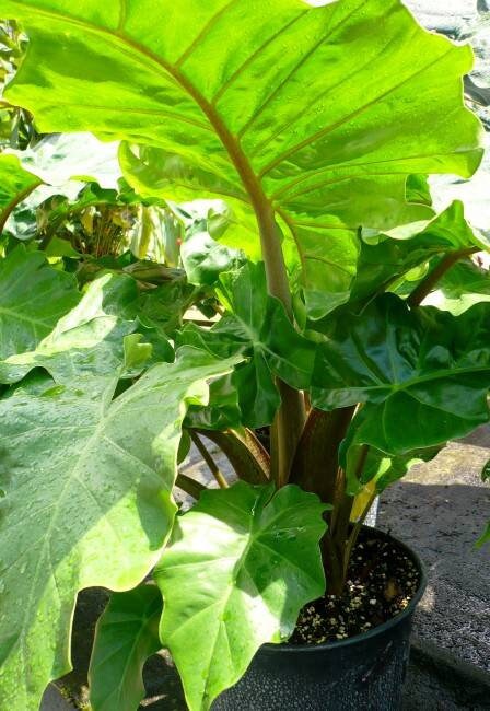 Alocasia Low Rider Elephant Ear LIVE PLANT not Bulbs 2-3ft - Etsy Canada