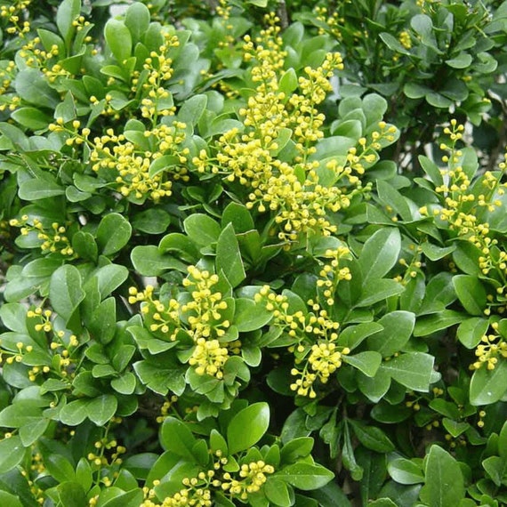 FRAGRANT Aglaia Odorata 3ft - Chinese Perfume Tree - Mock Lemon ...