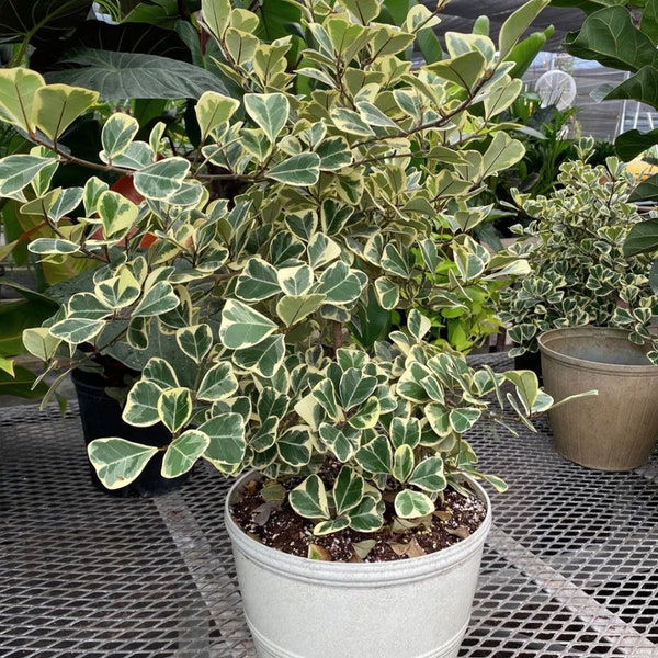 Ficus Triangularis Variegated - Etsy