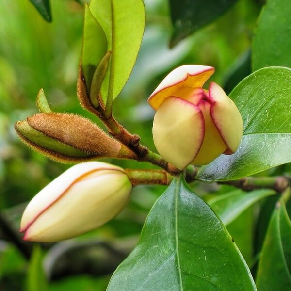 Yellow Magnolia Tree - Etsy