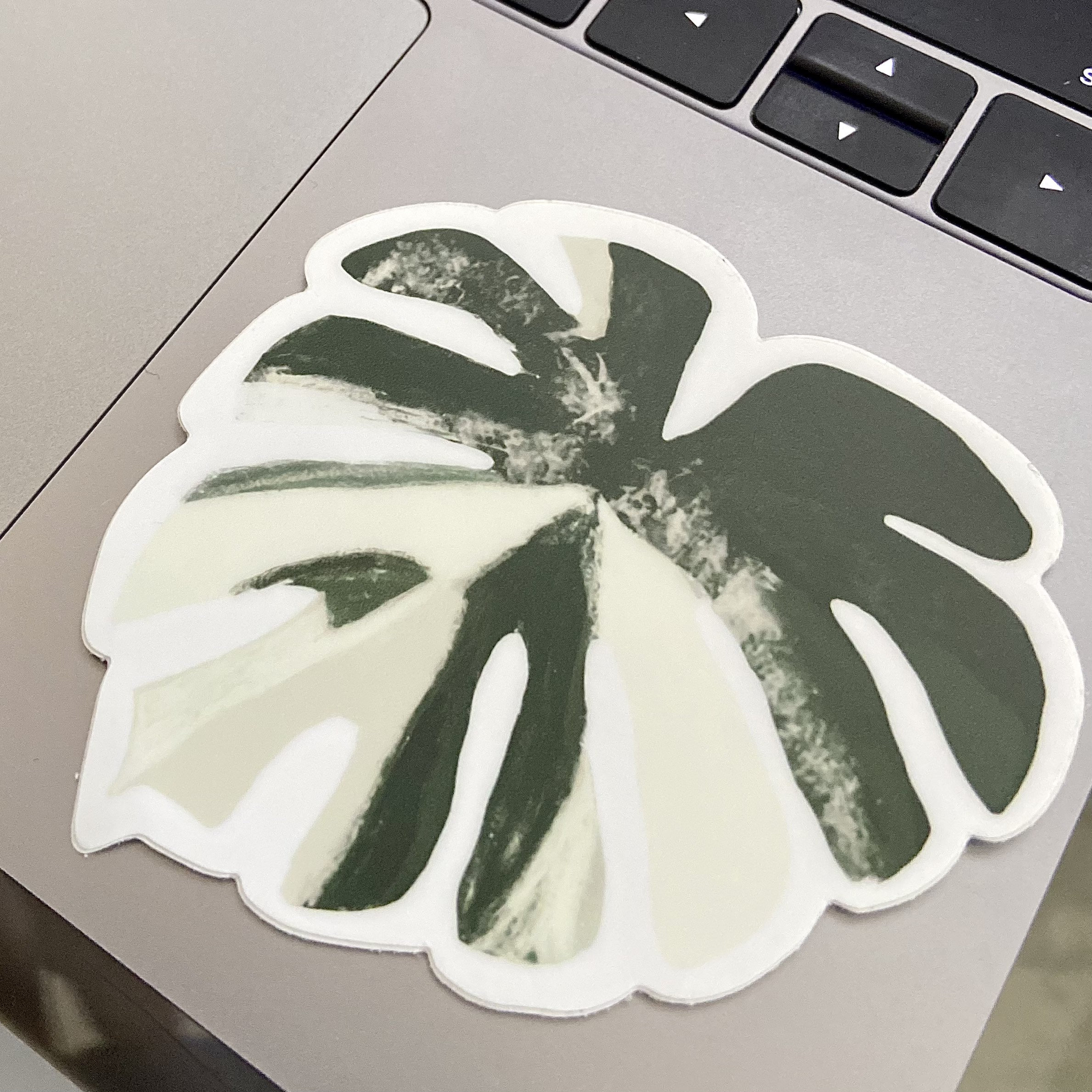 Monstera Deliciosa Albo Variegata Sticker Plant Sticker Vinyl ...