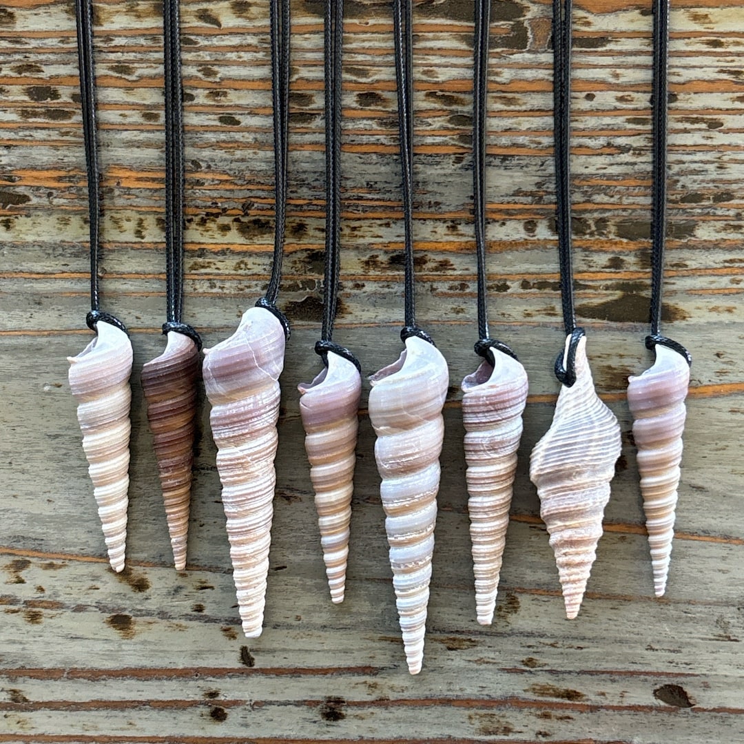 Natural Shell Necklace From the Sea of Cortez, Black Corded Seashell ...