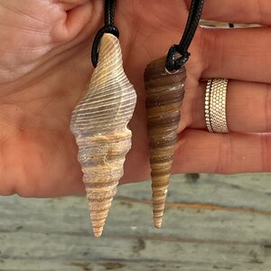 Natural Shell Necklace From the Sea of Cortez, Black Corded Seashell ...