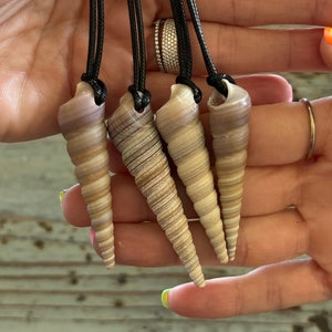 Natural Shell Necklace From the Sea of Cortez, Black Corded Seashell ...
