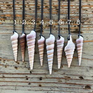 Natural Shell Necklace From the Sea of Cortez, Black Corded Seashell ...