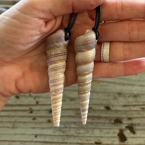 Natural Shell Necklace From the Sea of Cortez, Black Corded Seashell ...
