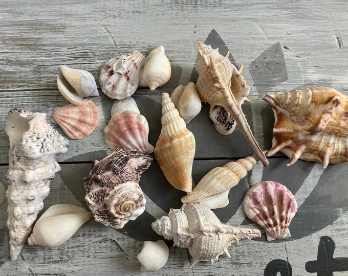 BEACH SEASHELLS *different Styles and Shapes* Perfect for Crafts ...