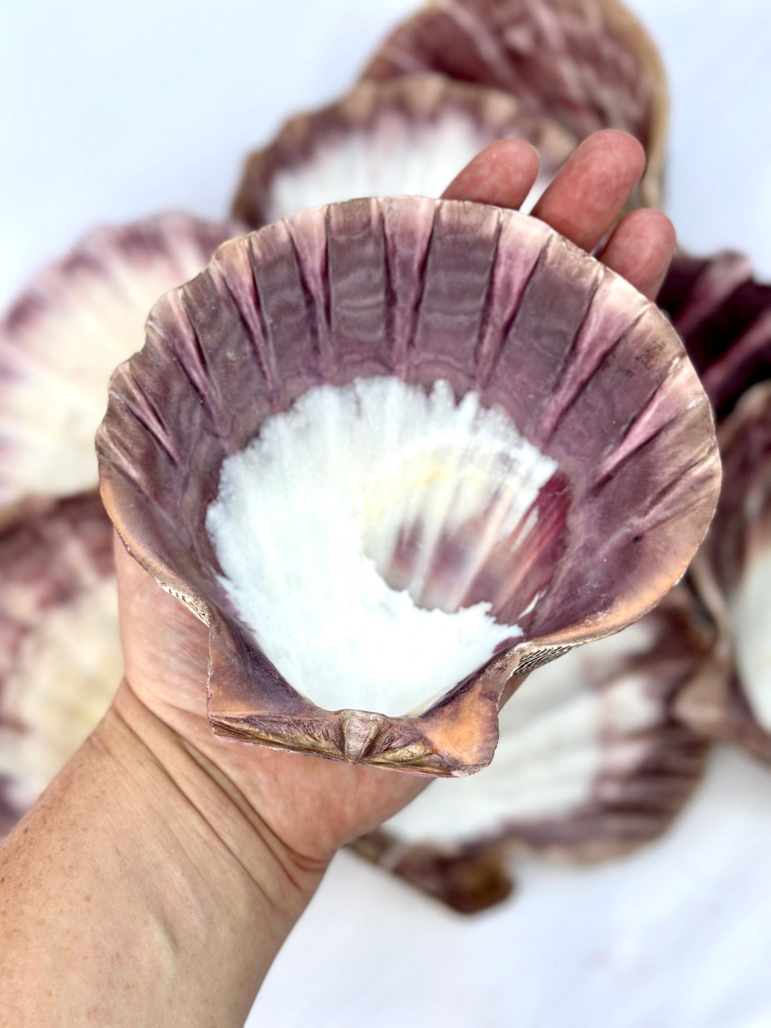 Large Lions Paw Shell, 5-7" Inches Lions Paw Shell, Premium Lions Paw ...