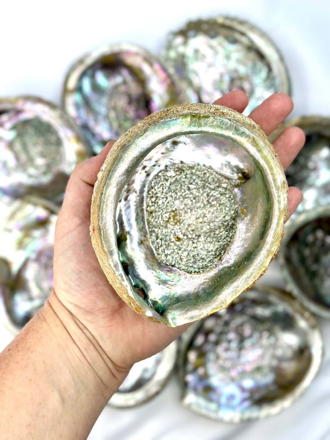 Abalone Shell, Large Abalone Shell, Premium Abalone Shell, Natural ...