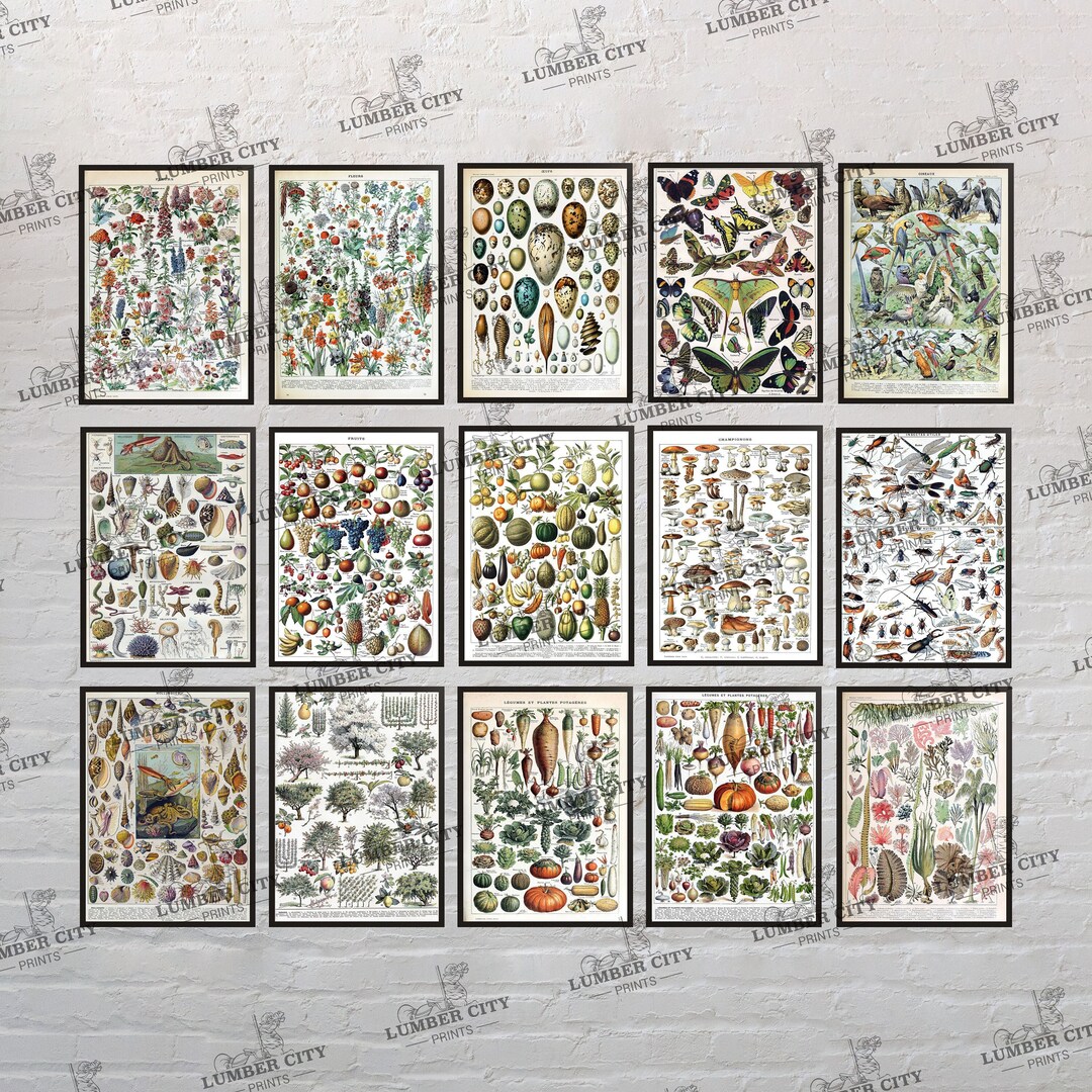 Adolphe Millot Remastered: Botanical Posters Flowers, Fruit, Vegetables ...