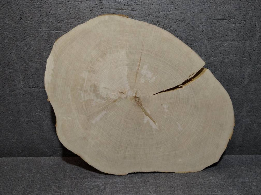 Large Tree Disc Wooden Disc Wood Wood Decoration Craft - Etsy